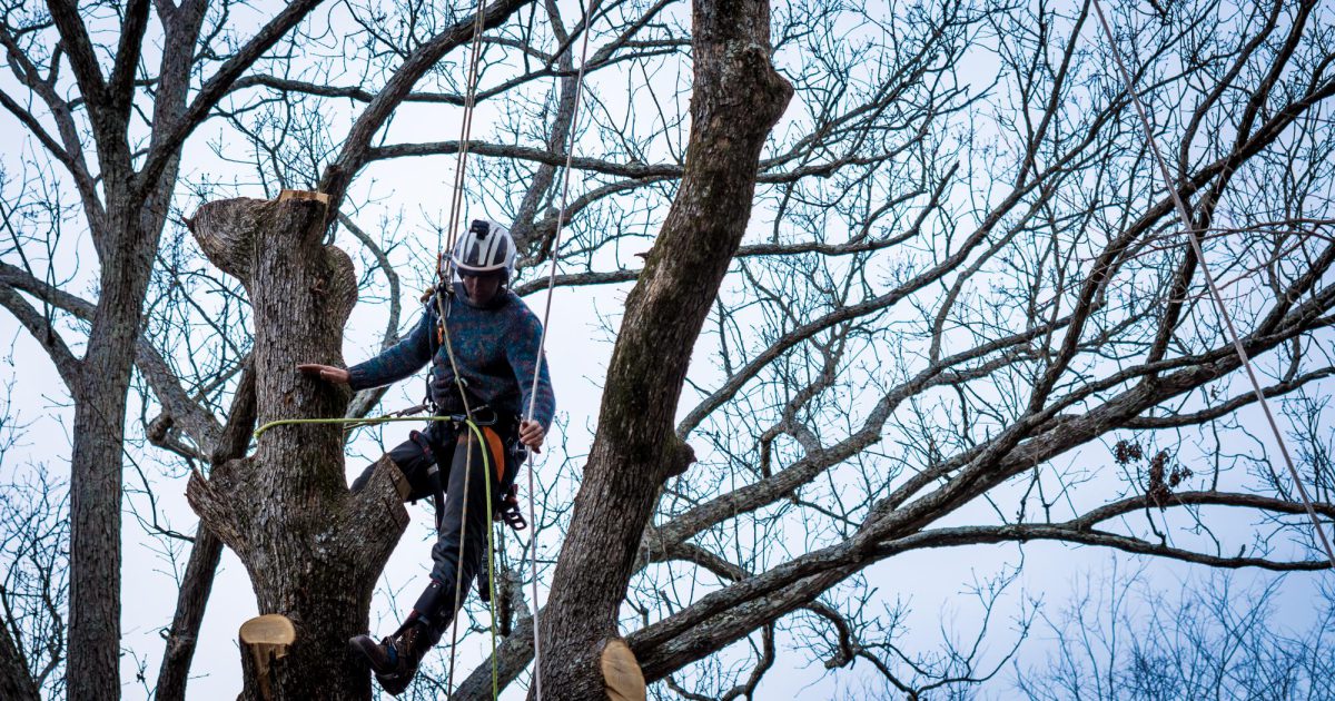 Tree Lopping Invercargill | Trusted & Affordable Tree Lopping