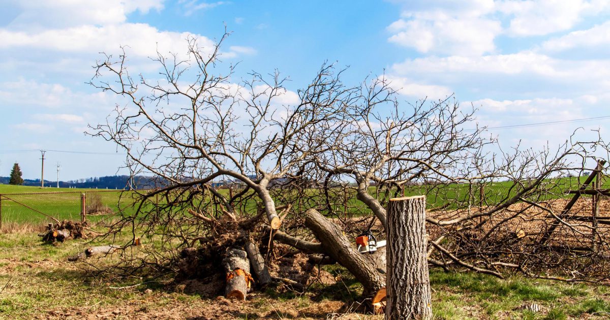 Tree Felling Invercargill | Trusted & Affordable Tree Felling